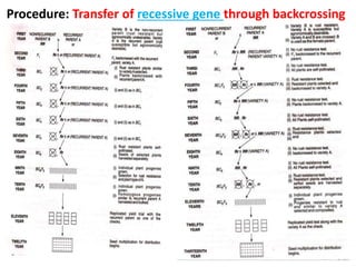 Backcross Breeding Method | PPTX