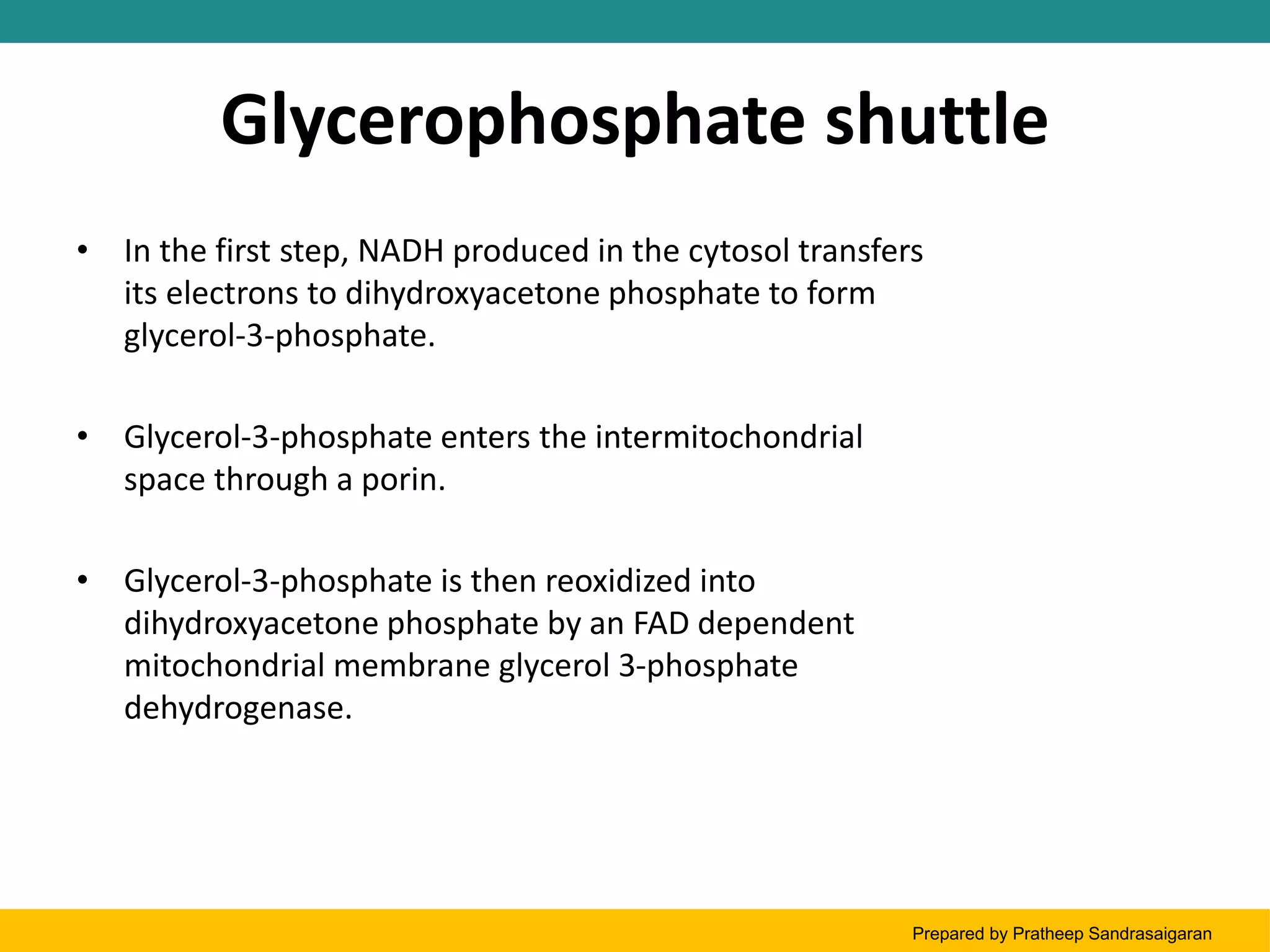 Oxydative phosphorylations | PPT