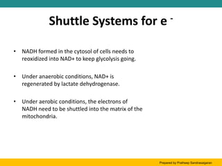 Oxydative phosphorylations | PPT