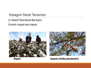 10. Serat.ppt