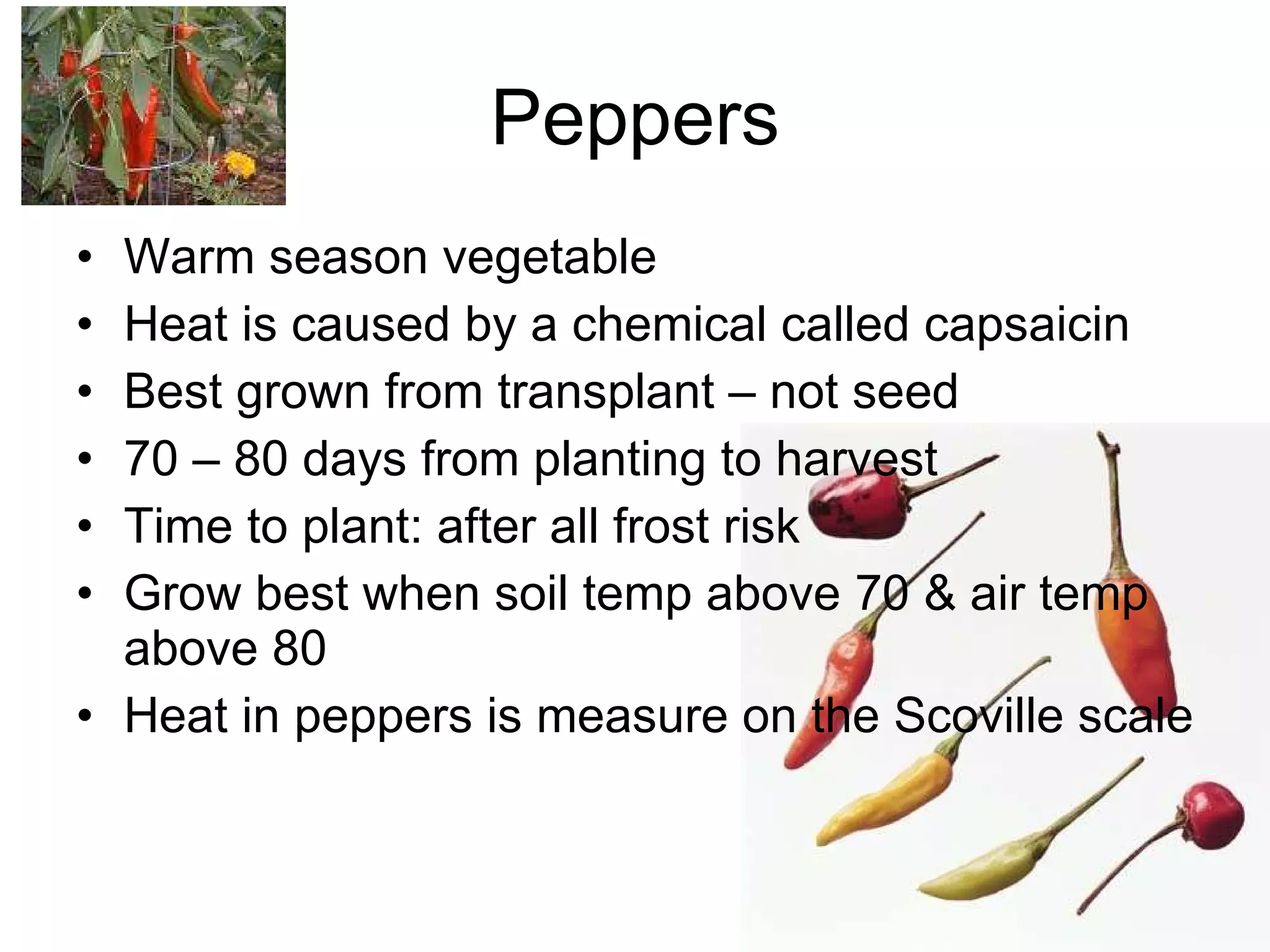 10 22 Tomatoes And Peppers | PPT | Free Download
