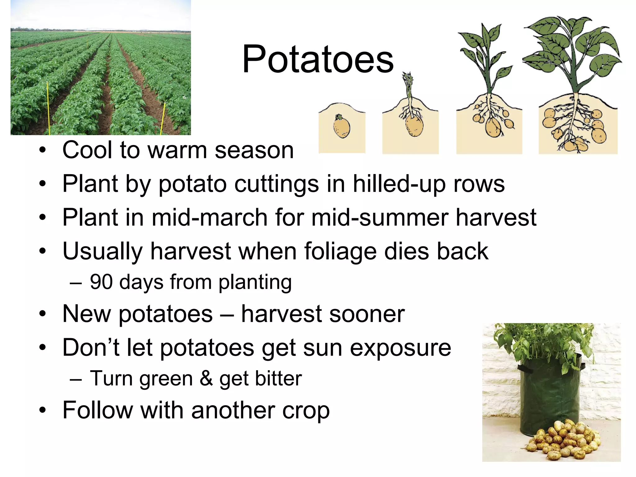 10 22 Tomatoes And Peppers | PPT