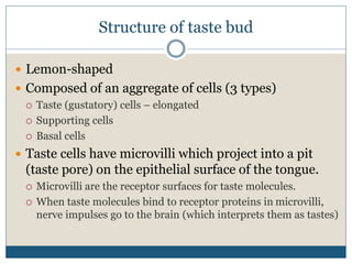 10. Anatomy_Sense Organs.pptx