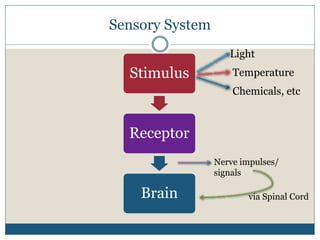 10. Anatomy_Sense Organs.pptx