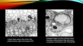 10. The Transmission Electron Microscope (TEM).pptx