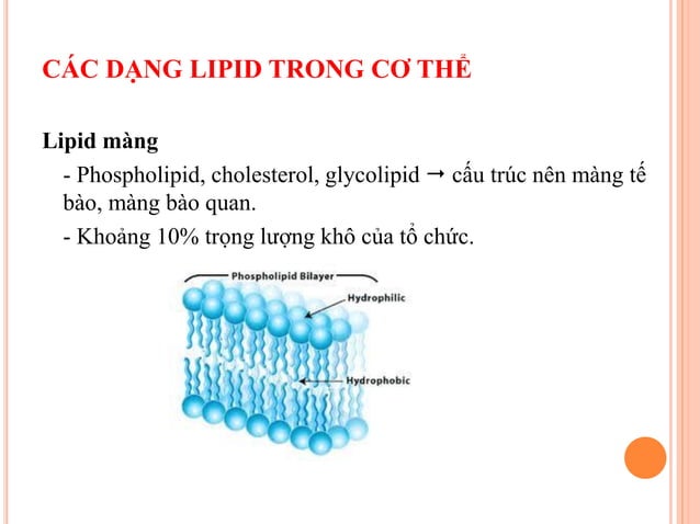 10.CHUYEN HOA LIPID.pdf