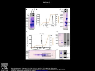10.1074-jbc.M114.620443Figure.pptx