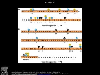 10.1074-jbc.M114.620443Figure.pptx | Free Download