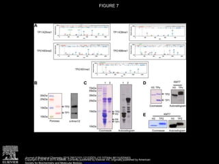 10.1074-jbc.M114.620443Figure.pptx | Free Download