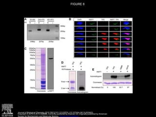 10.1074-jbc.M114.620443Figure.pptx