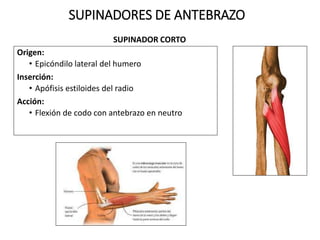10. muscul BRAZO Y ANTEBRAZO.ppt