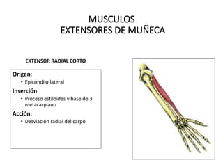 10. muscul BRAZO Y ANTEBRAZO.ppt
