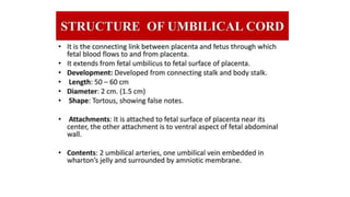 UMBLICAL CORD | PPTX