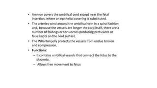 UMBLICAL CORD | PPTX