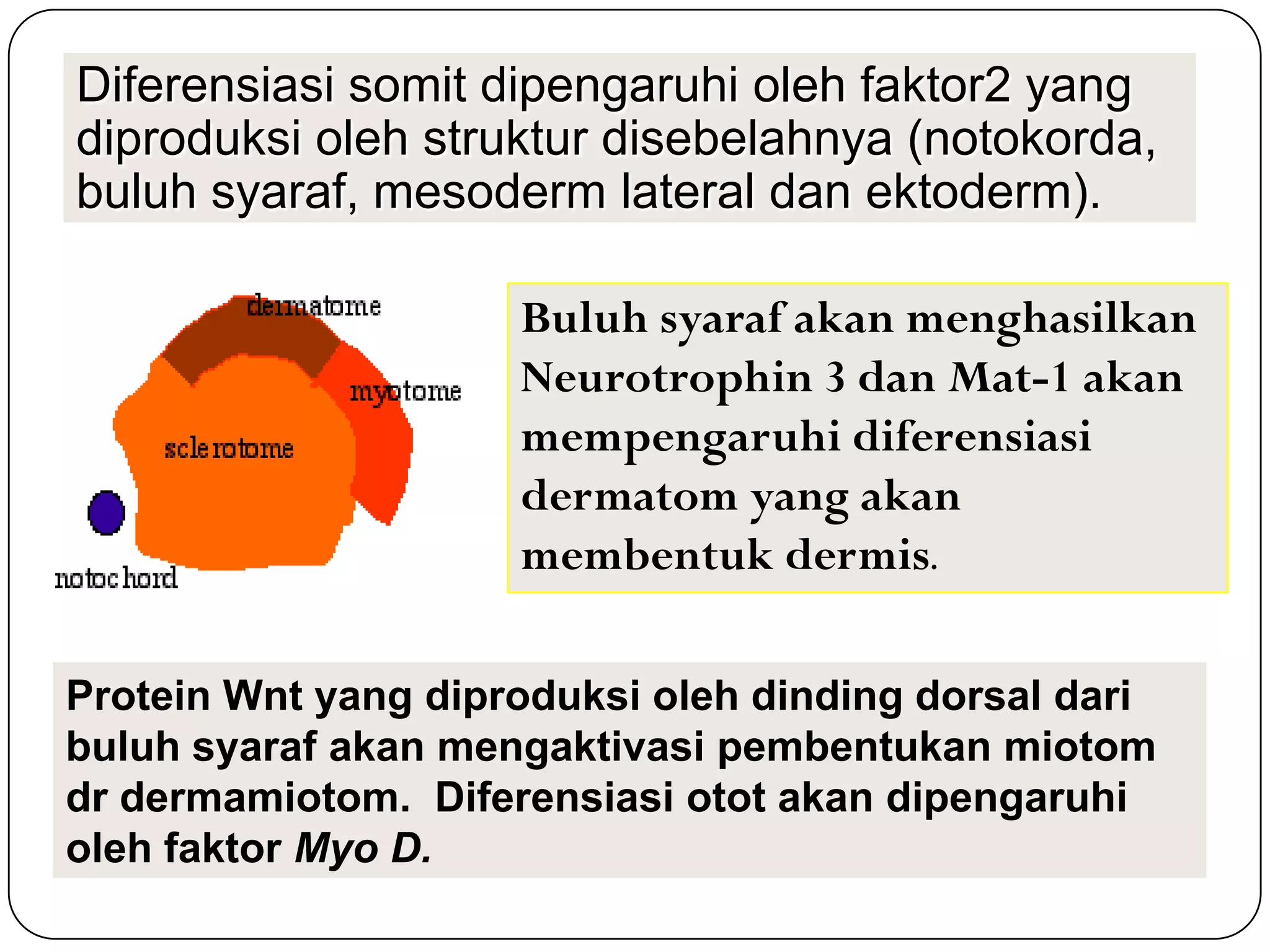 10.-Perkembangan-Otot-dan-Kerangka.pdf