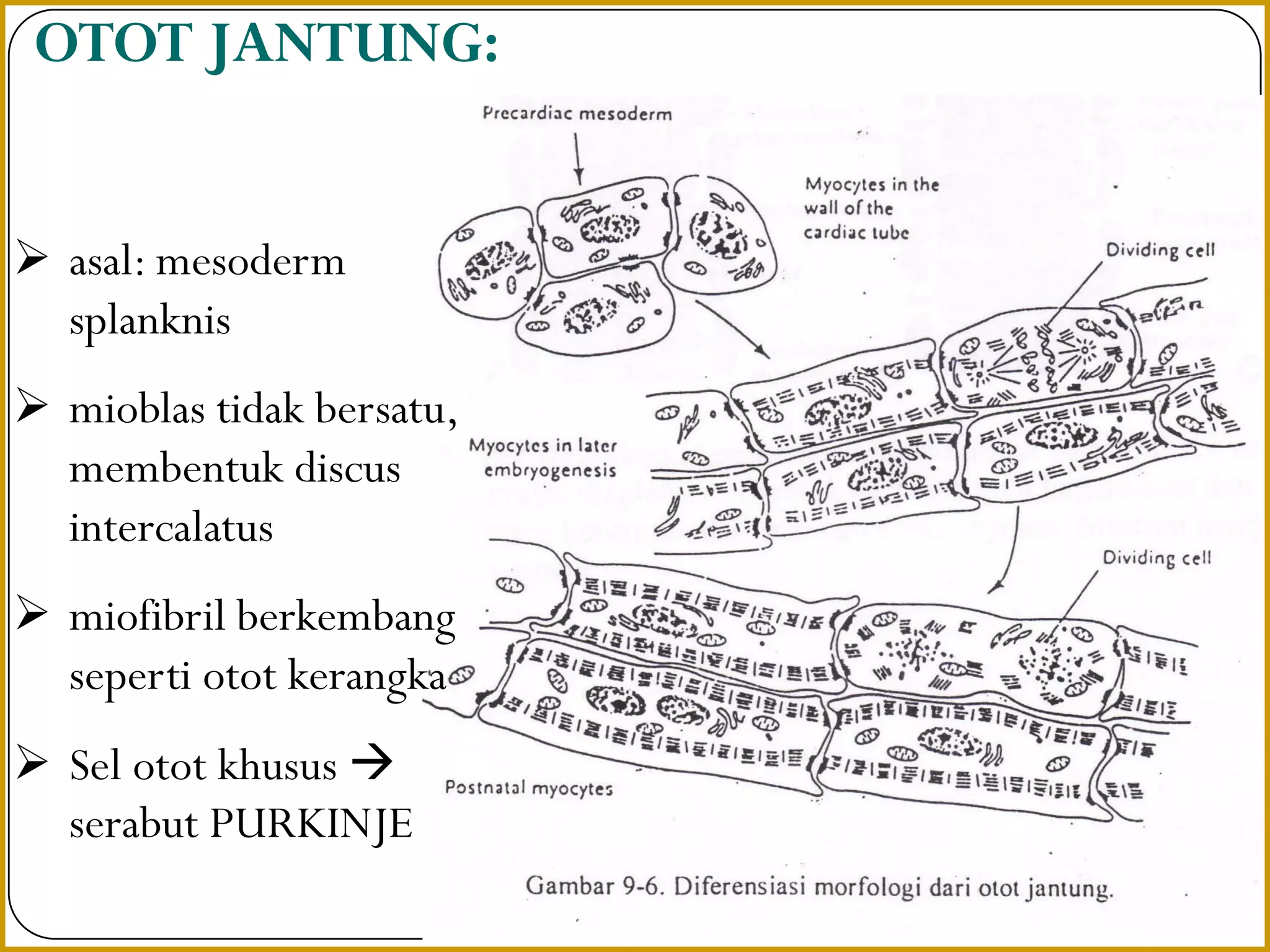 10.-Perkembangan-Otot-dan-Kerangka.pdf