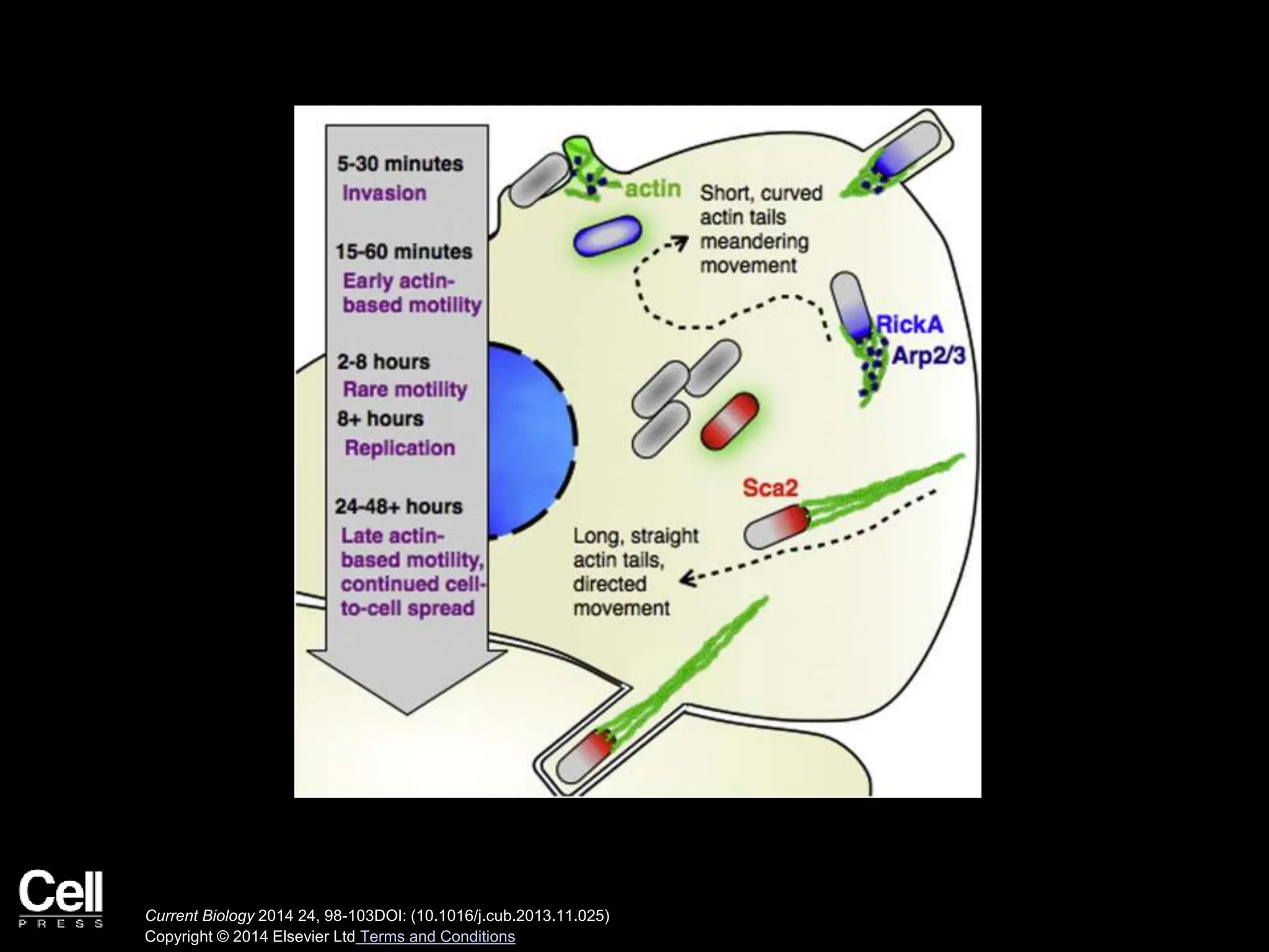 10.1016-j.cub.2013.11.025Figure1.ppt