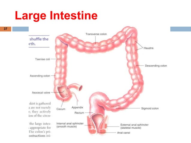 10.GIT physiology (1).ppt