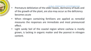 Mineral nutrition and Fertilizer use of Cashew | PPTX