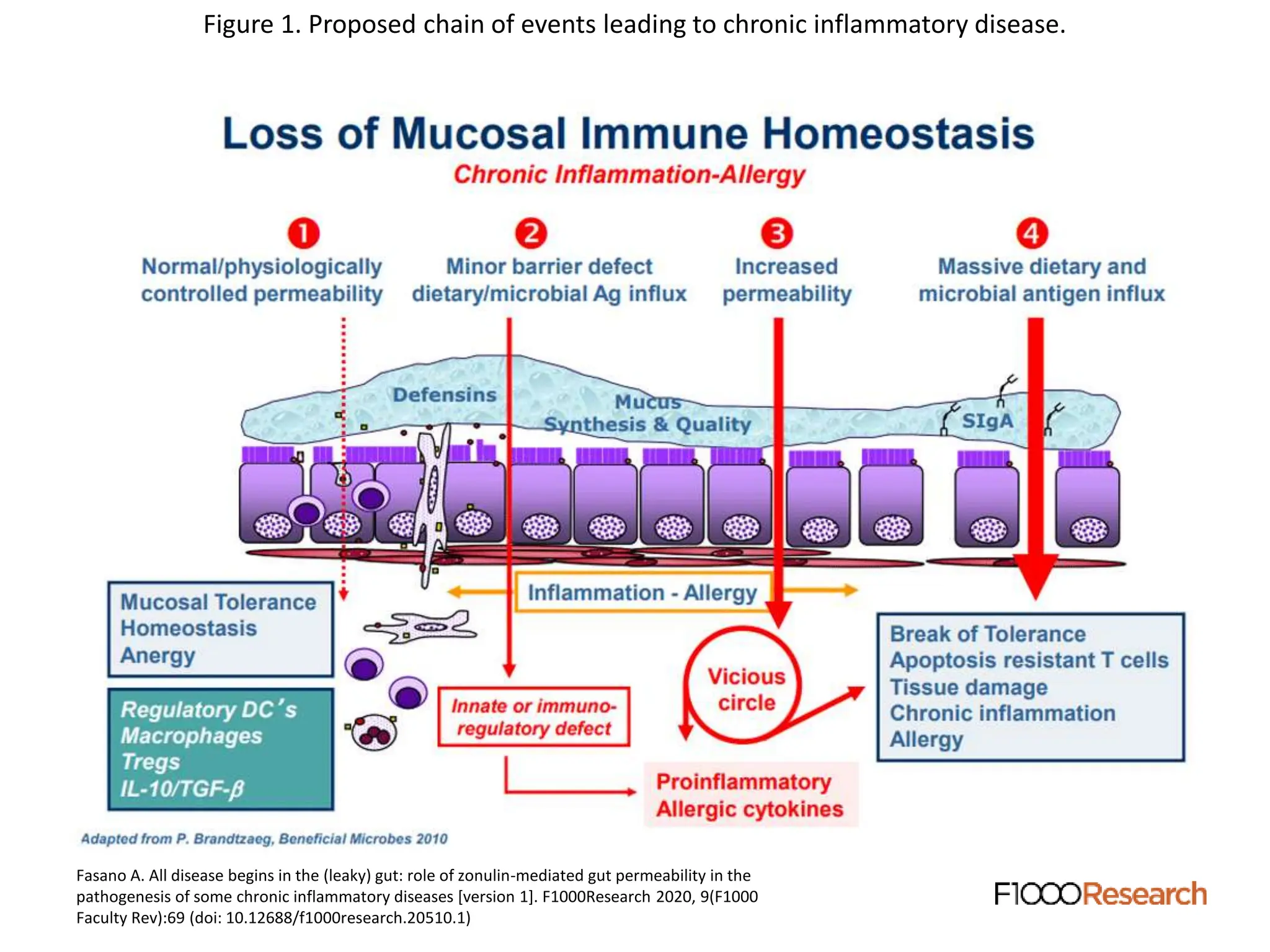loss of mucosal immune homeostasis - gut microbiome | PPTX