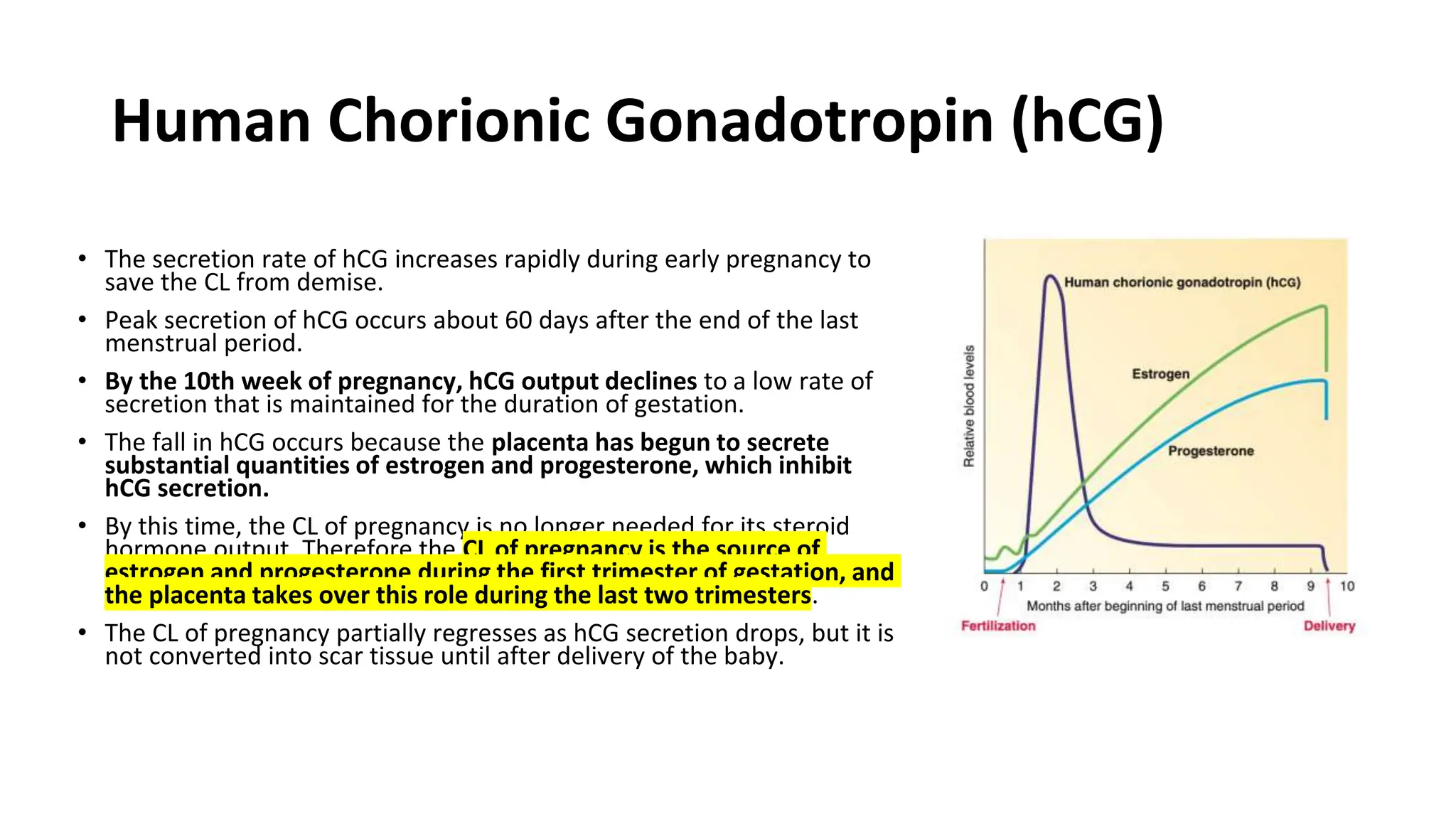 10. Fertilization , Pregnancy, Parturition.pptx
