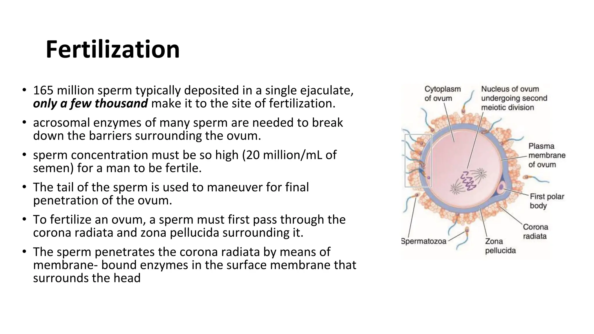 10. Fertilization , Pregnancy, Parturition.pptx