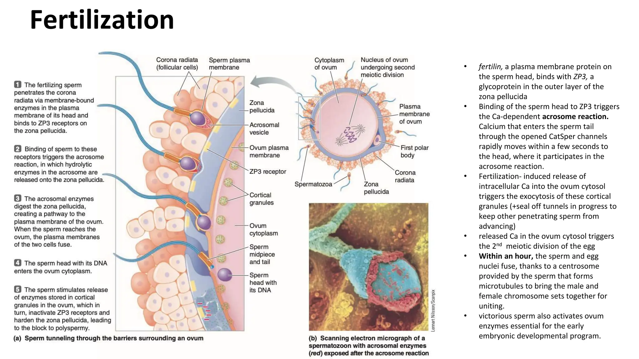 10. Fertilization , Pregnancy, Parturition.pptx
