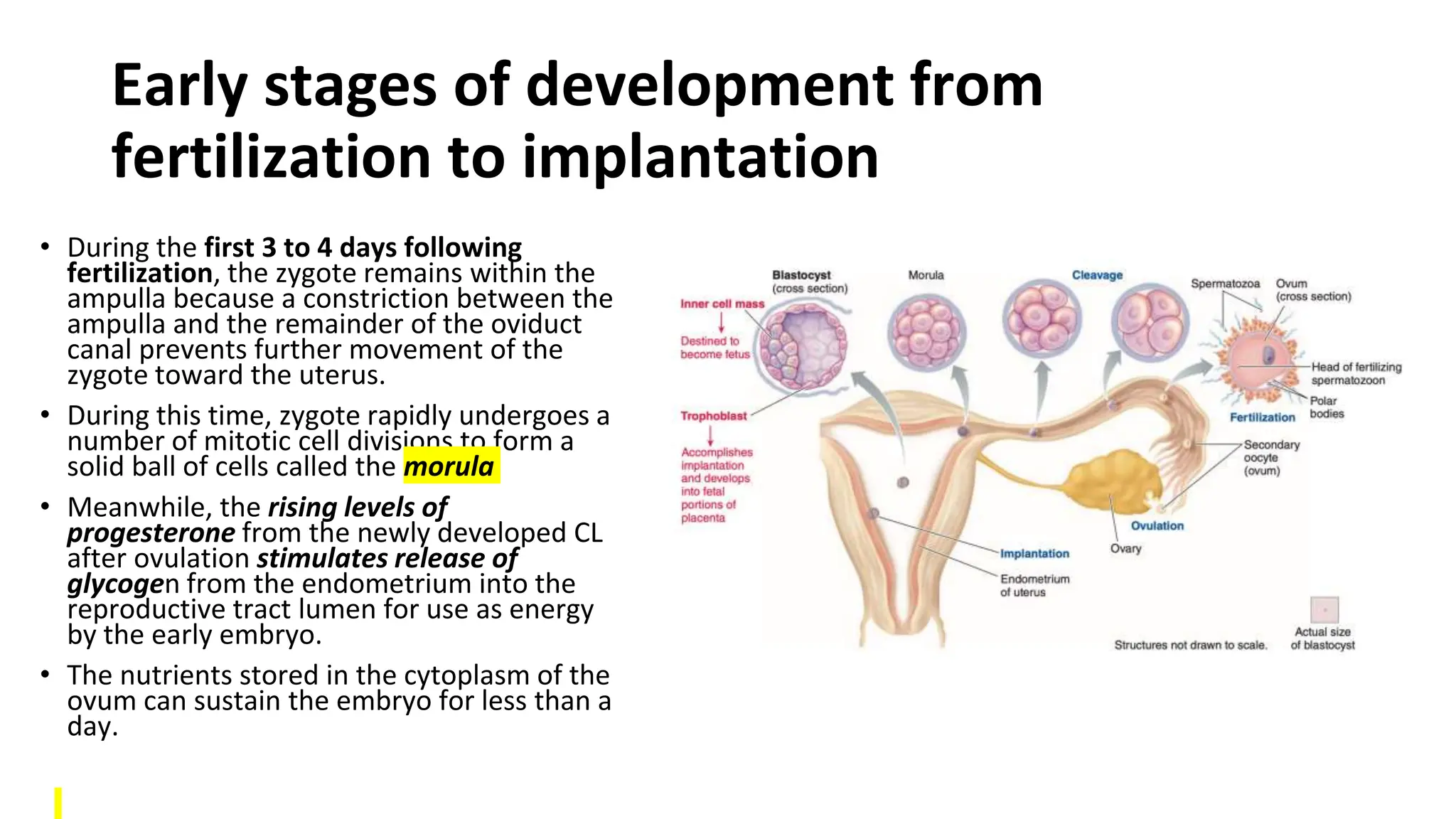 10. Fertilization , Pregnancy, Parturition.pptx