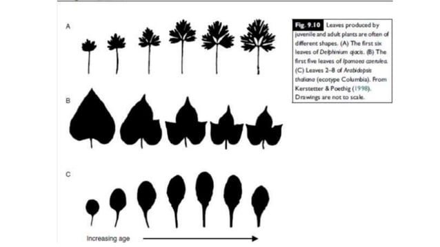 10. Juvenility and characteristics of juvenility | PPTX | Gardening ...