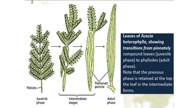 10. Juvenility and characteristics of juvenility | PPTX | Gardening ...