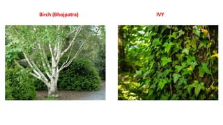 10. Juvenility and characteristics of juvenility | PPTX