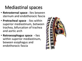 10. ANATOMY OF THE MEDIASTINUM MATERIAL.pptx
