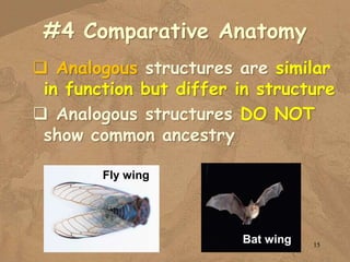 10. Evidence of Evolution.pptx Fossils, comparative | PPT