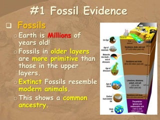 10. Evidence of Evolution.pptx Fossils, comparative | PPTX