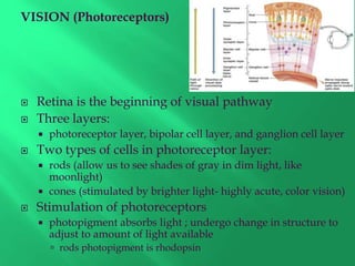 10. Chp 11-12 PPT Sensory receptors.pptx