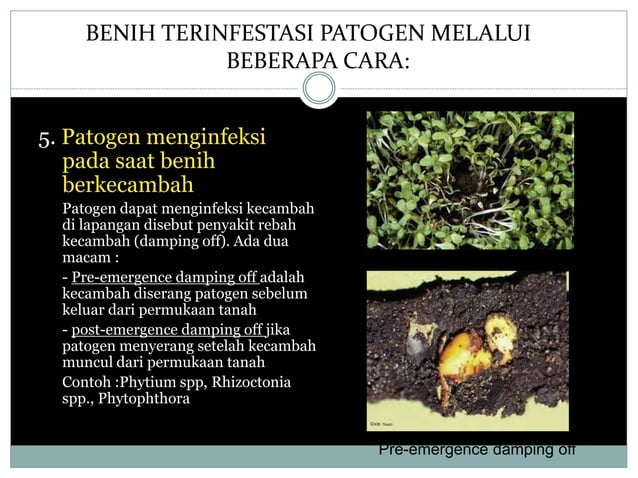 teknologi produksi benih - PENYAKIT BENIH | PPT