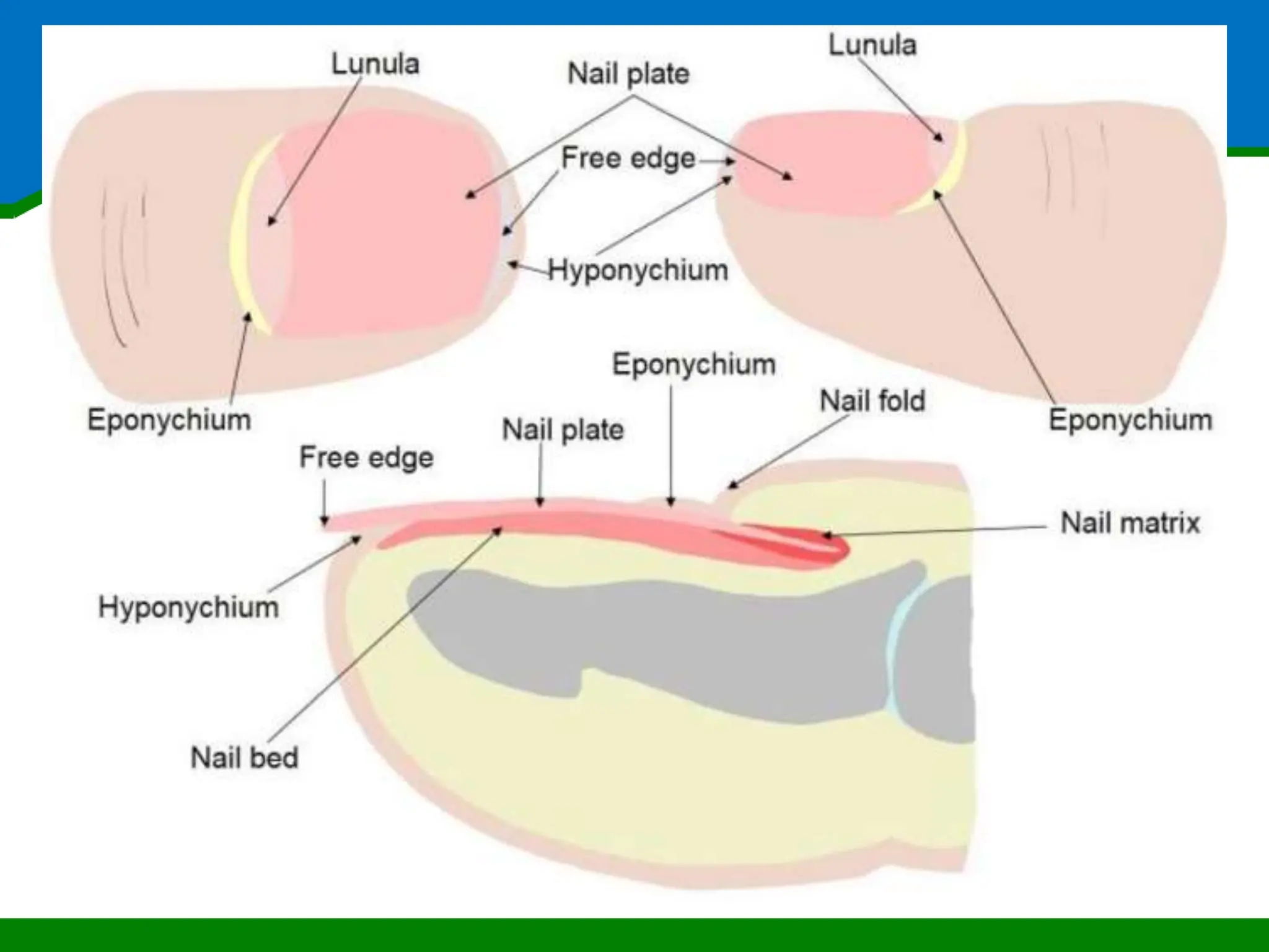 10. nail abnormalities.pptx Dermatolohgy | PPTX | Nail Care | Beauty