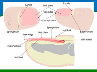10. nail abnormalities.pptx Dermatolohgy | PPTX