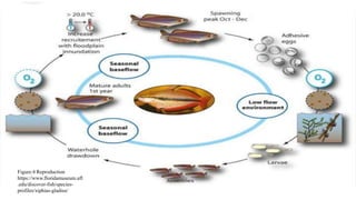 Sword Fish Introduction, Explaination.... | PPT