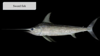 Sword Fish Introduction, Explaination.... | PPT