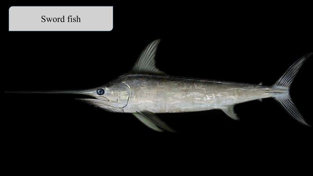 Sword Fish Introduction, Explaination.... | PPT