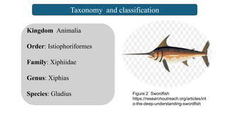 Sword Fish Introduction, Explaination.... | PPT