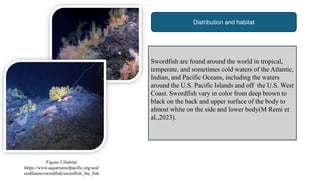 Sword Fish Introduction, Explaination.... | PPT