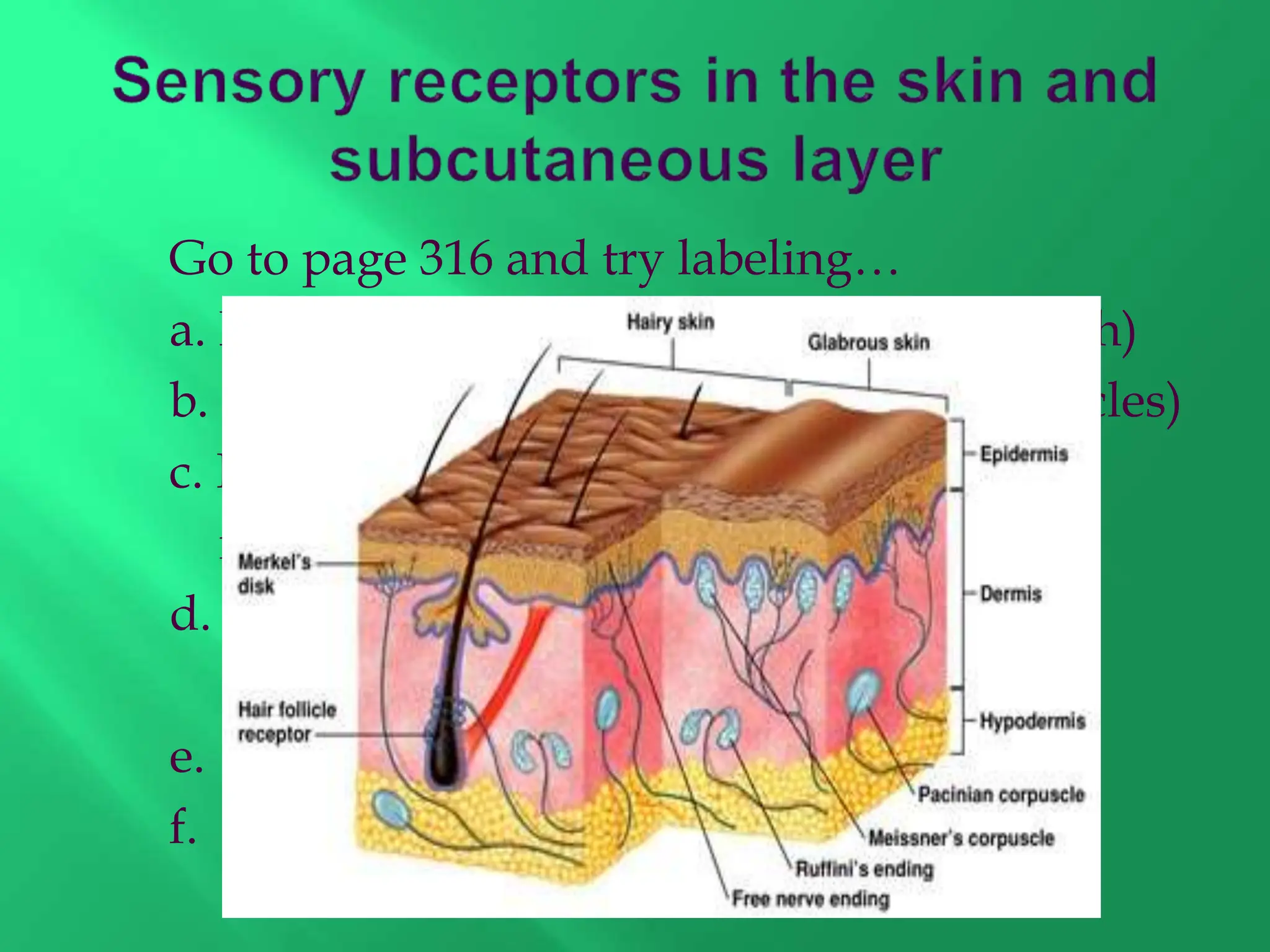 sensory receptor types and function ppt | PPTX