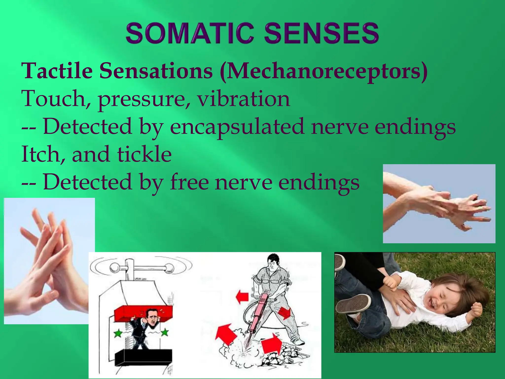 sensory receptor types and function ppt | PPTX