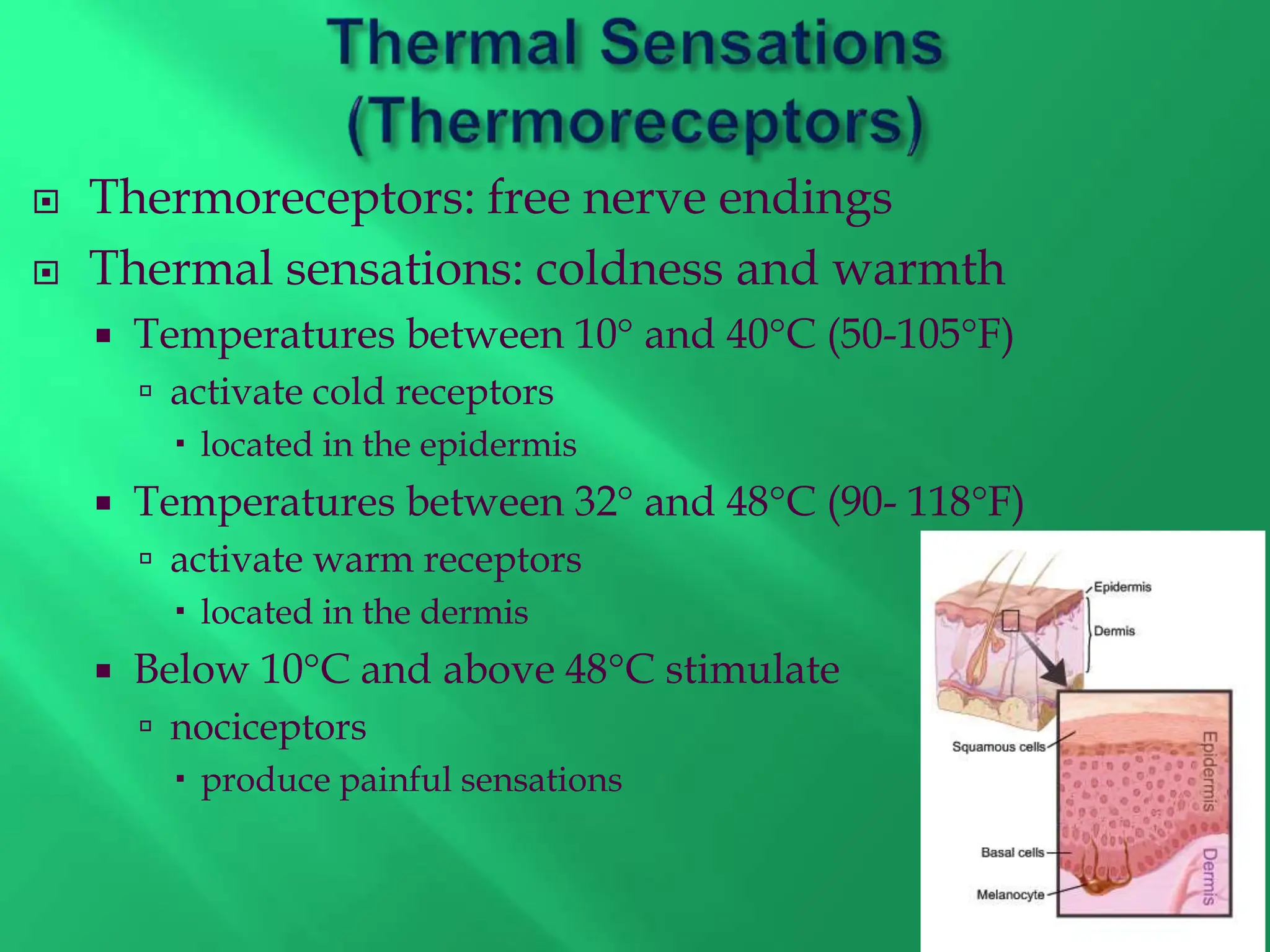 sensory receptor types and function ppt | PPTX