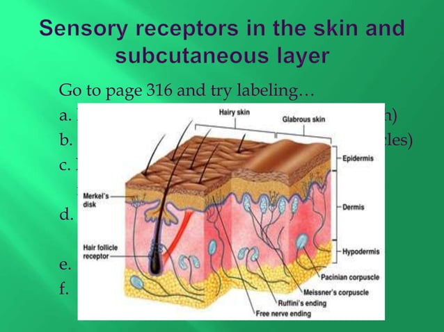 sensory receptor types and function ppt | PPTX