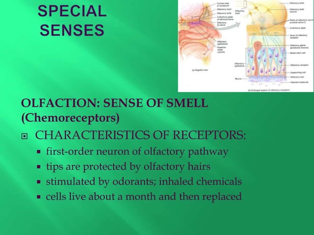 sensory receptor types and function ppt | PPTX
