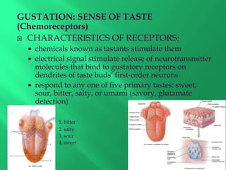 sensory receptor types and function ppt | PPTX
