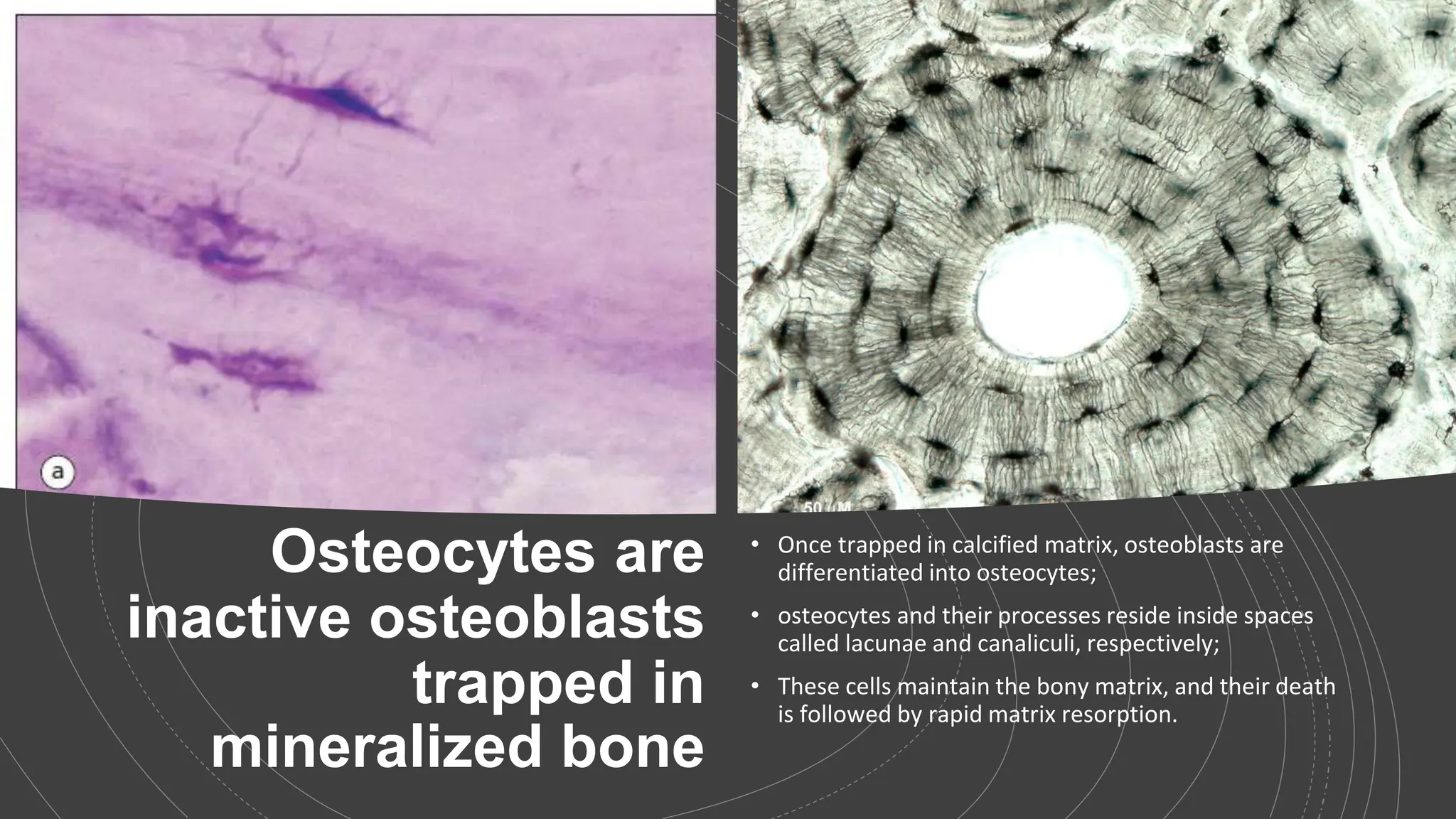10. bone histology and ossification .pptx
